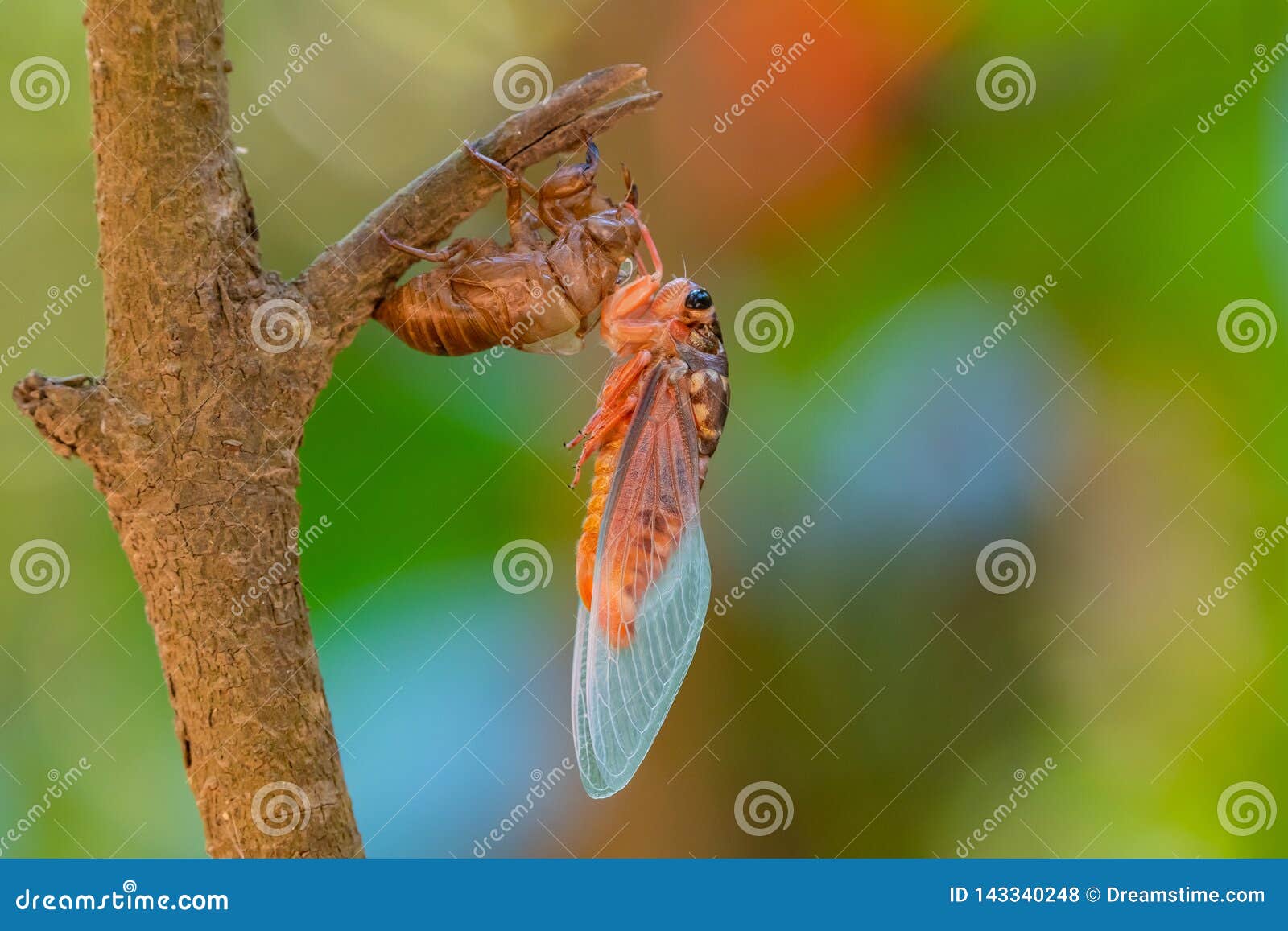 Cicada Sloughing Off Its Gold Shell Royalty-Free Stock Photography ...