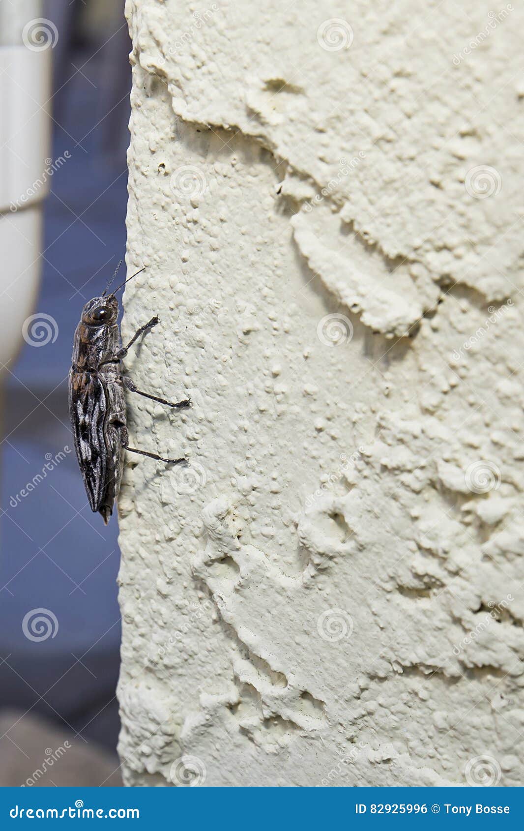 Cicada stock photo. Image of creature, cicadomorpha, fauna - 82925996
