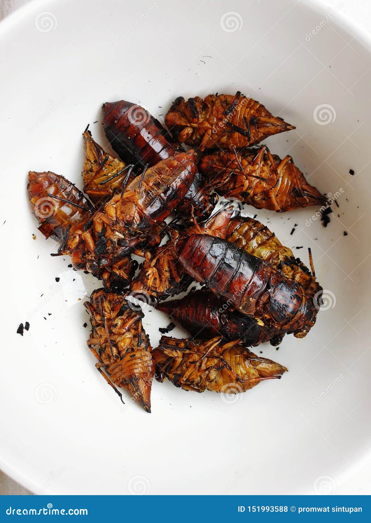 Cicada for snack meal. stock photo. Image of meal, snack - 151993588
