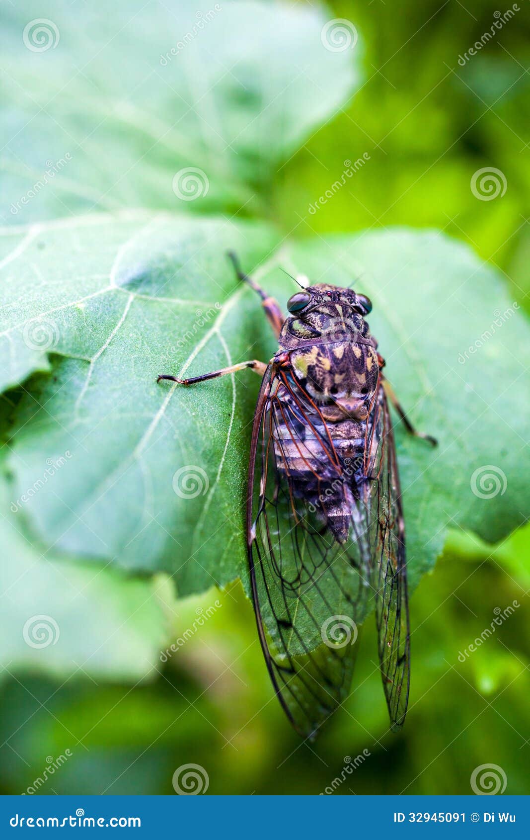 Cicada stock image. Image of close, leaf, wild, insect - 32945091
