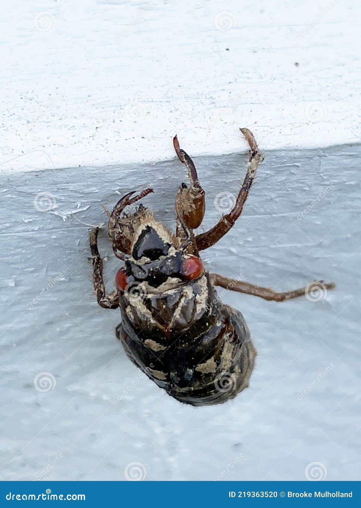 Cicada still in shell stock photo. Image of eyed, popping - 219363520