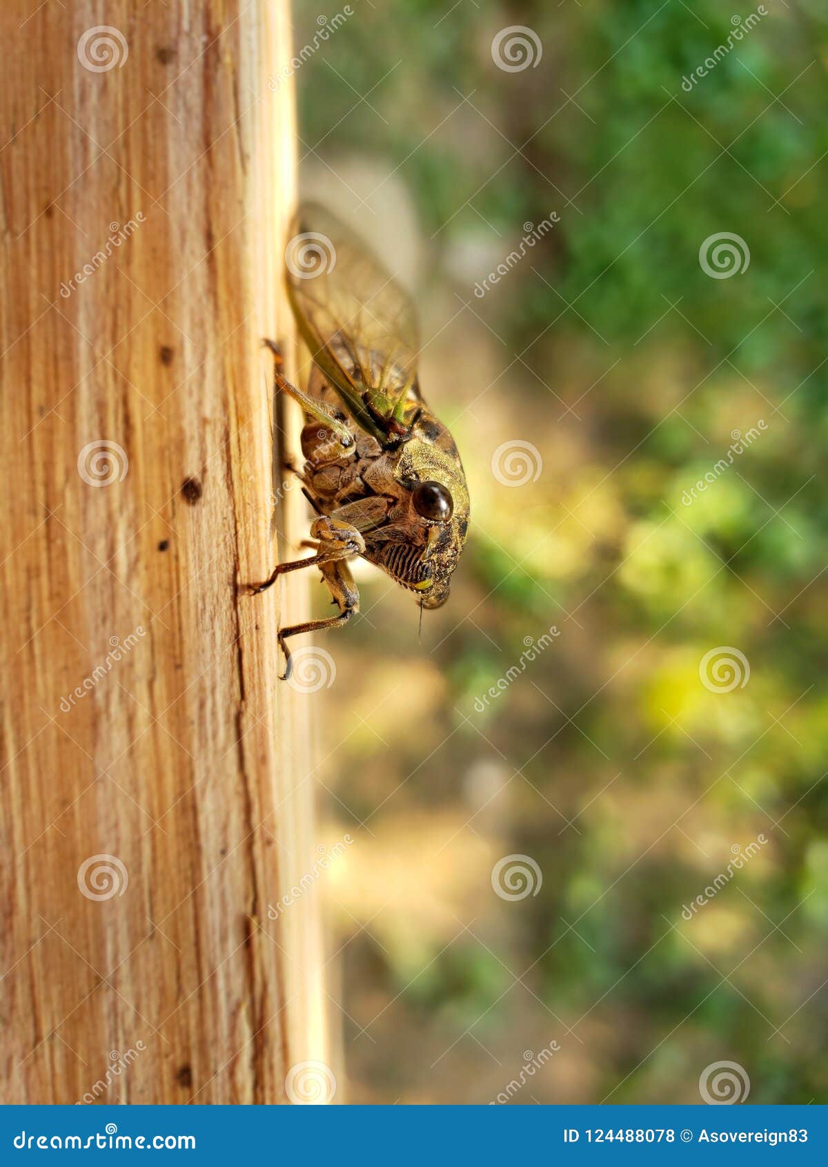 Cicada stock photo. Image of cicada, insect, nebraska - 124488078