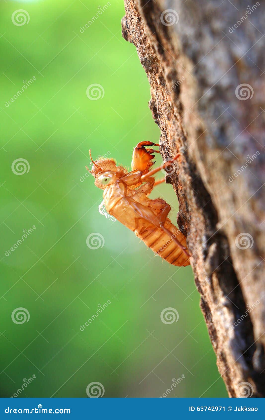 Cicada 2 stock image. Image of scrub, summer, shadow - 63742971