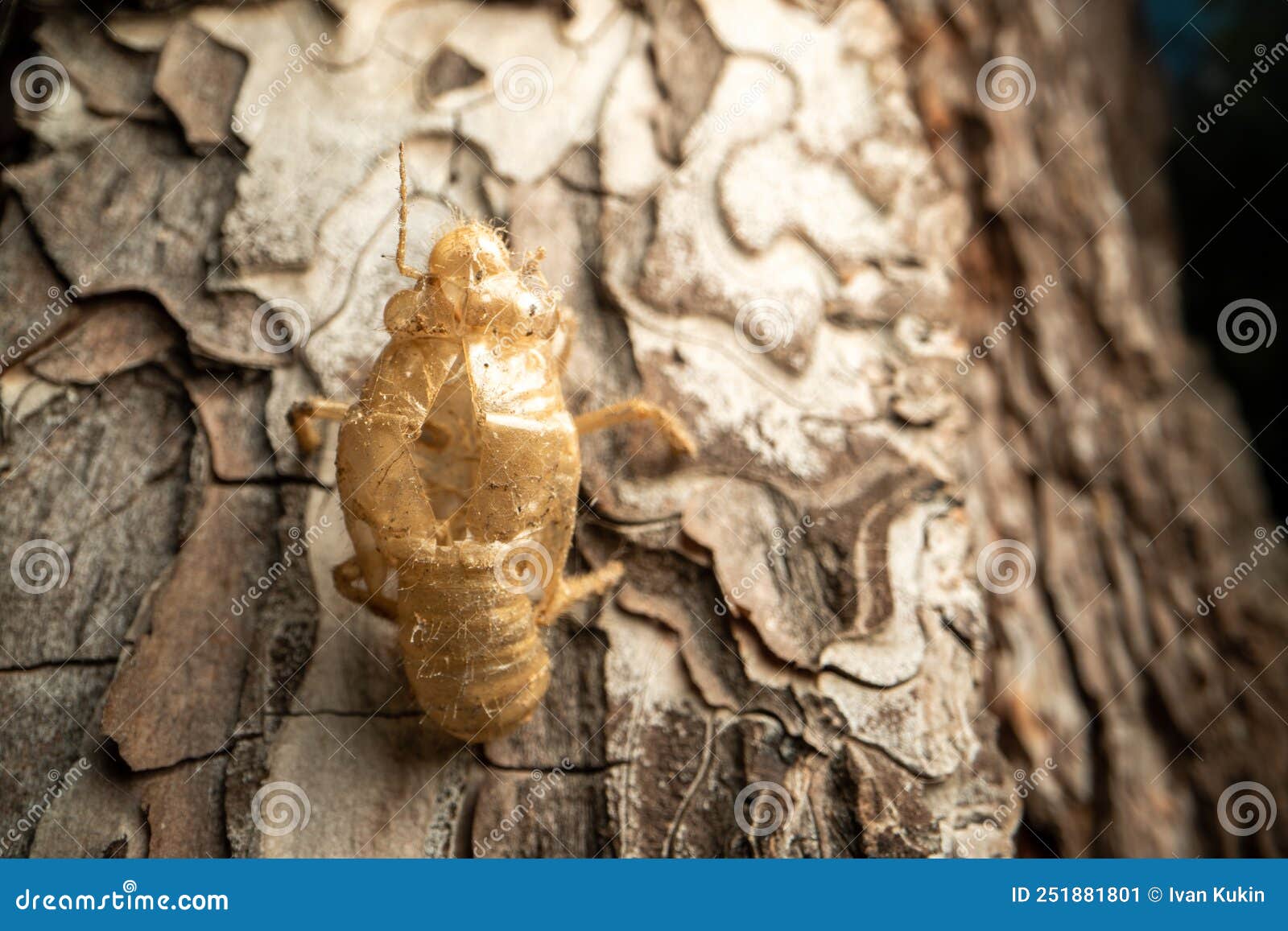 The Cicada Threw Off Its Shell. it Dried Up in the Sun. Hanging from a ...