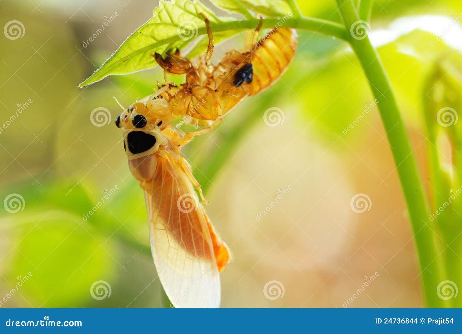 Cicada on tree stock photo. Image of macro, adult, metamorphose - 24736844