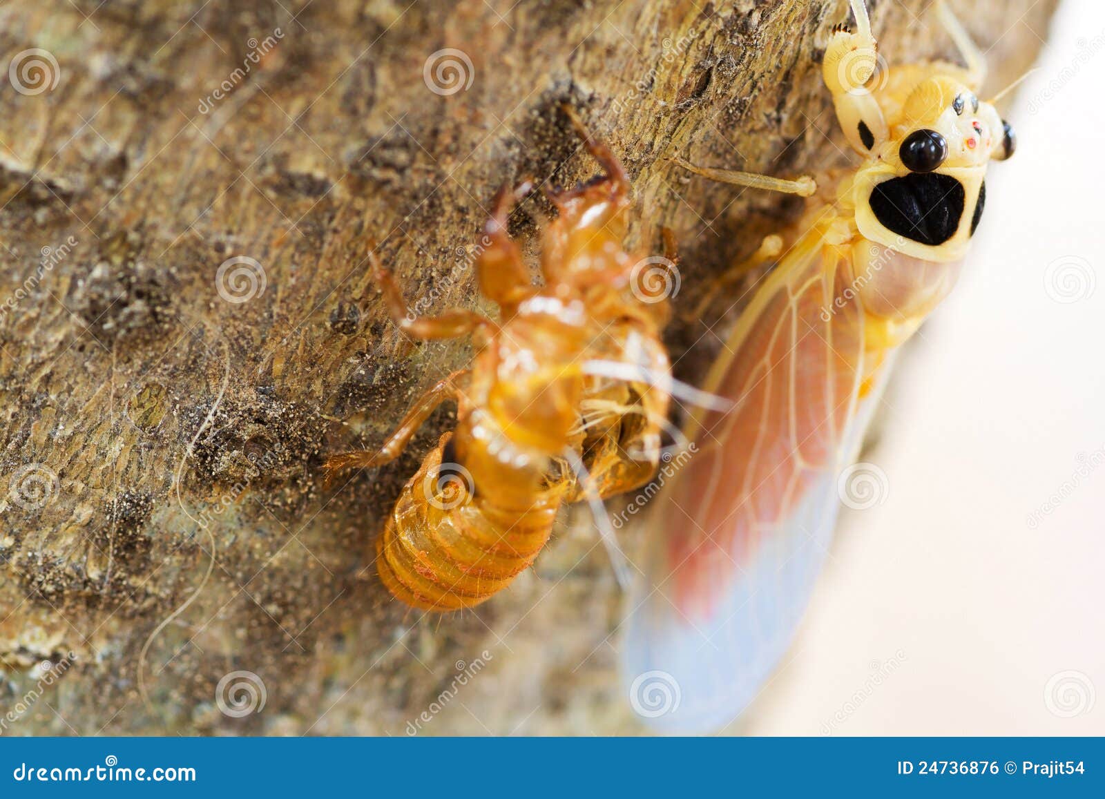 Cicada on tree stock photo. Image of plant, skin, tropical - 24736876