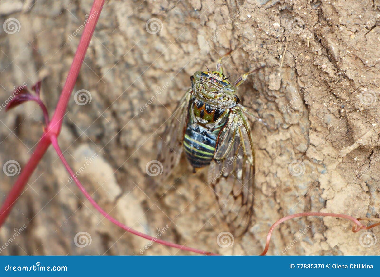 Cicada on a Tree Bark. India Stock Photo - Image of bark, tinder: 72885370