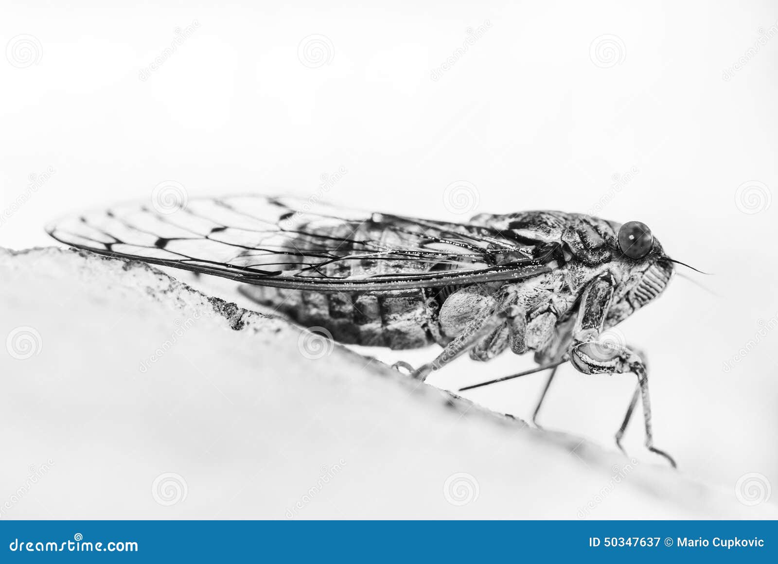 Cicada stock image. Image of greece, noise, detail, europe - 50347637