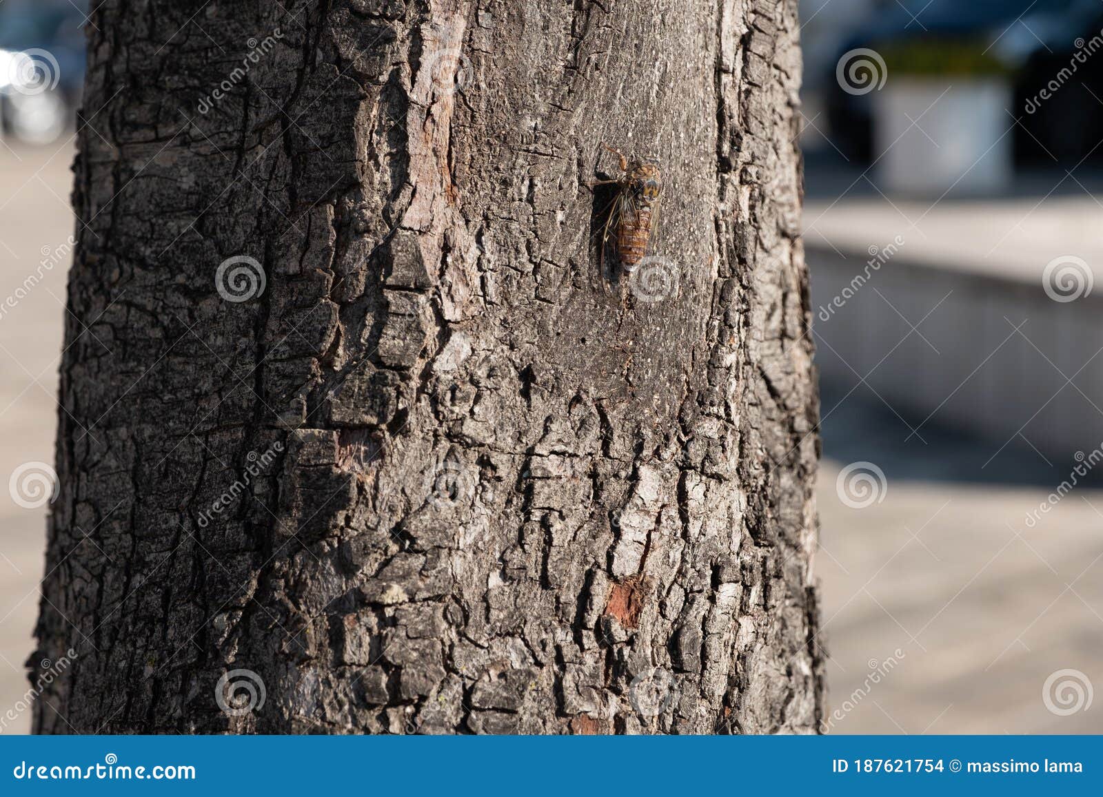 Cicada on a tree stock photo. Image of isolated, cicada - 187621754