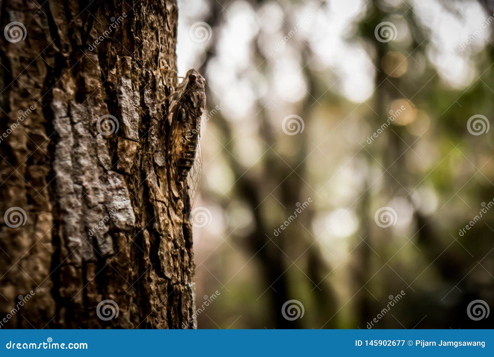 Cicada on Tree in the Forest Stock Image - Image of silence, green ...