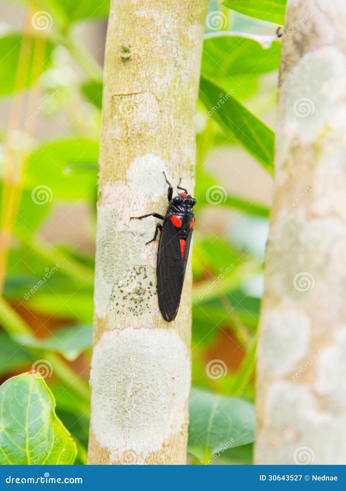 Cicada on tree stock image. Image of tree, leaves, green - 30643527