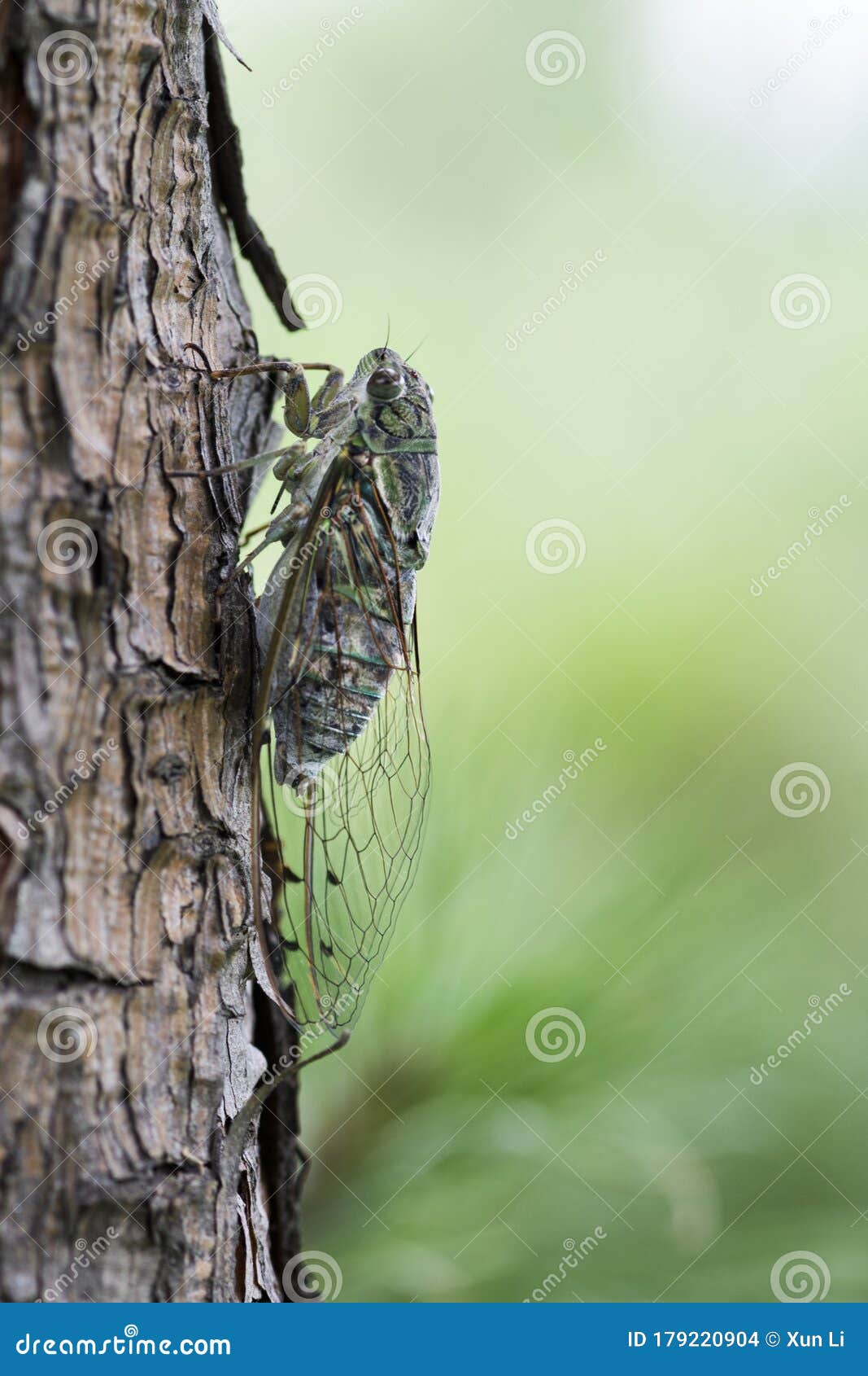 Closeup Photo of a Cicada on the Tree Stock Photo - Image of black ...