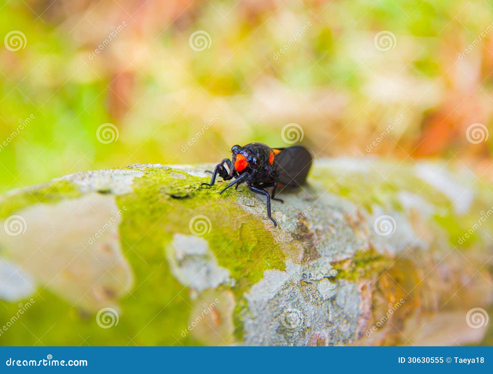 Cicada on tree stock image. Image of tropical, tree, insect - 30630555