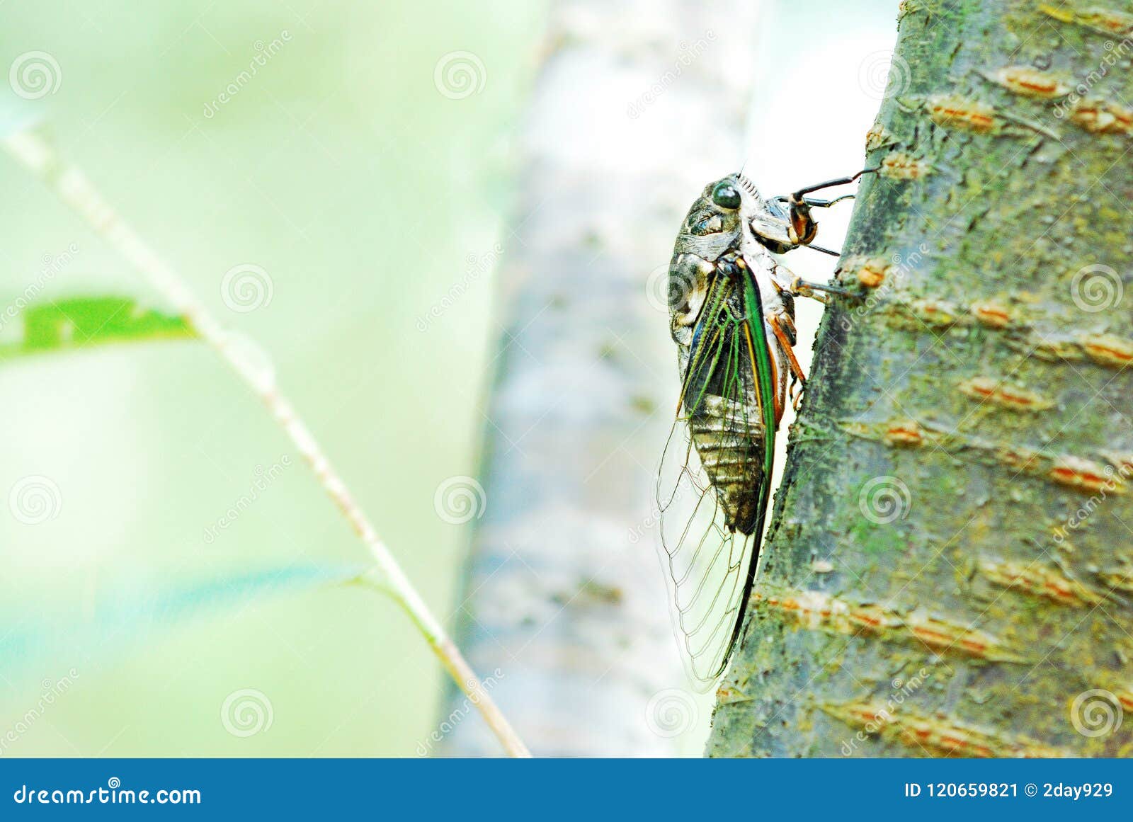 Cicada on Tree Trunk, Insect ,Taiwan, Nature Stock Image - Image of ...