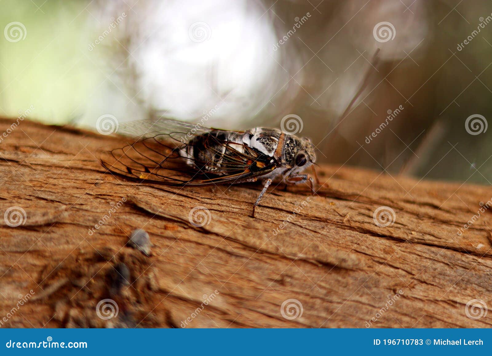 Cicada on a Tree Trunk - Close Up Stock Image - Image of selective ...