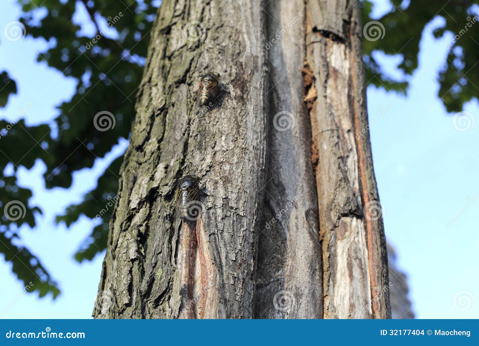 Cicada on a tree trunk stock photo. Image of wildlife - 32177404