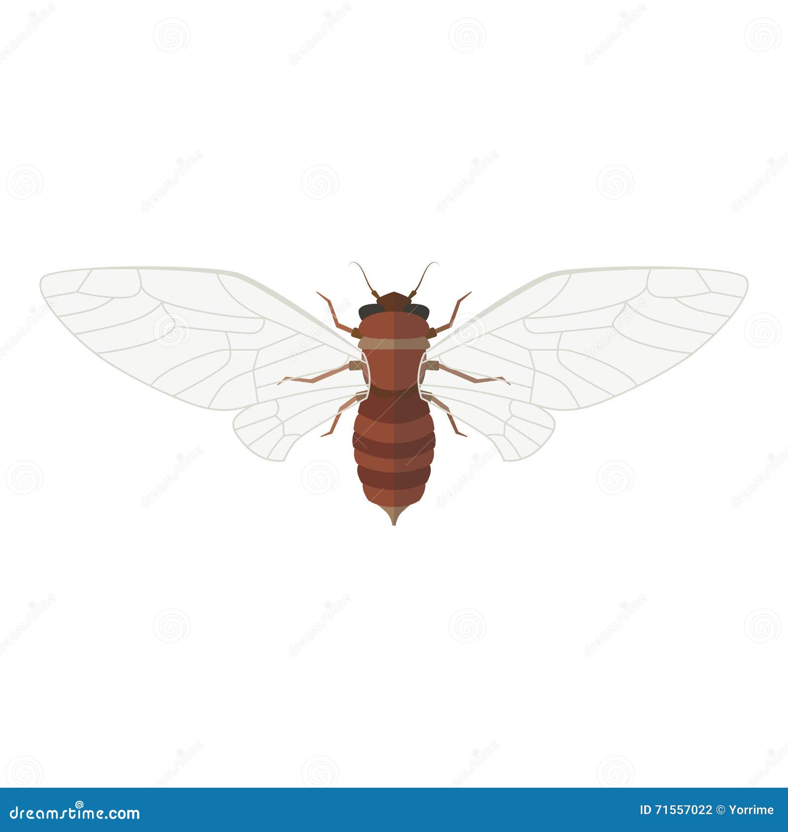 Cicada Vector Illustration. Stock Vector - Illustration of creature ...