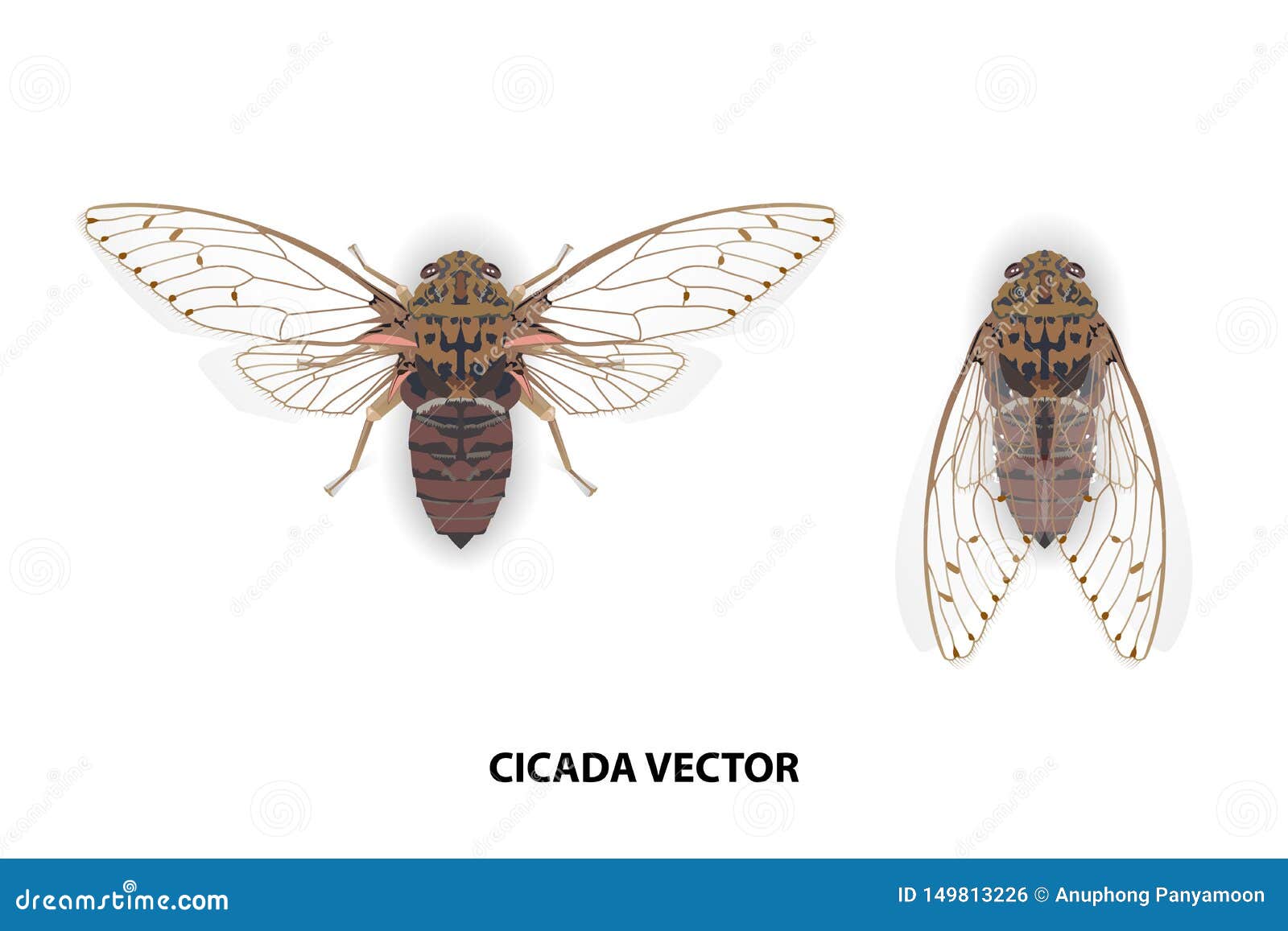 Cicada Vector on White Background Stock Vector - Illustration of beetle ...