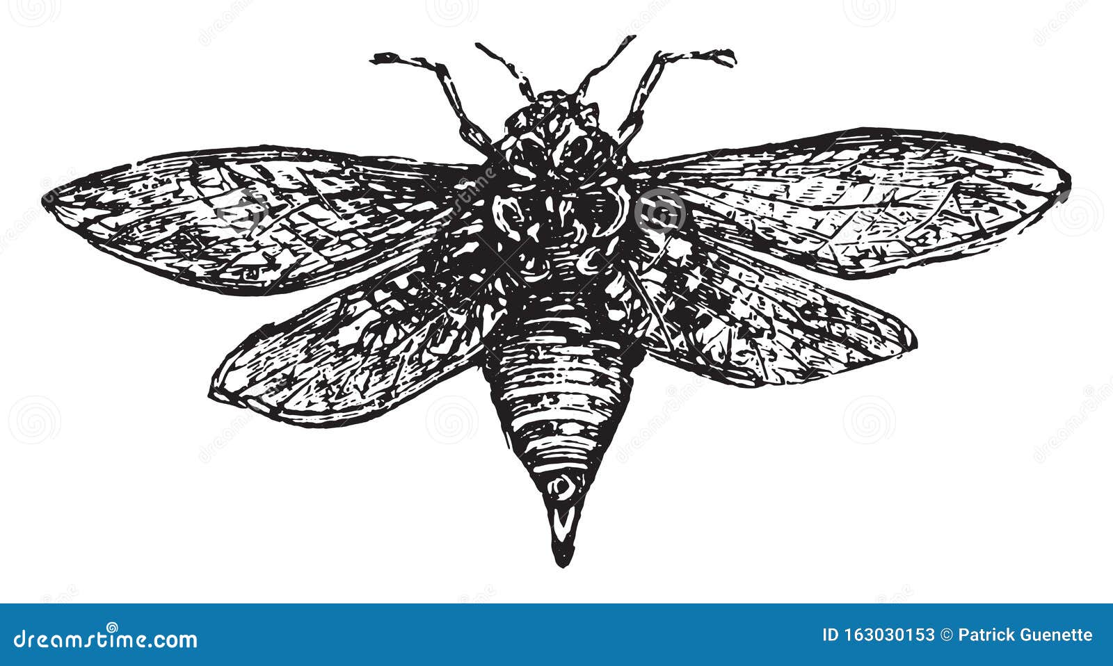 Cicada, vintage engraving stock vector. Illustration of vintage - 163030153