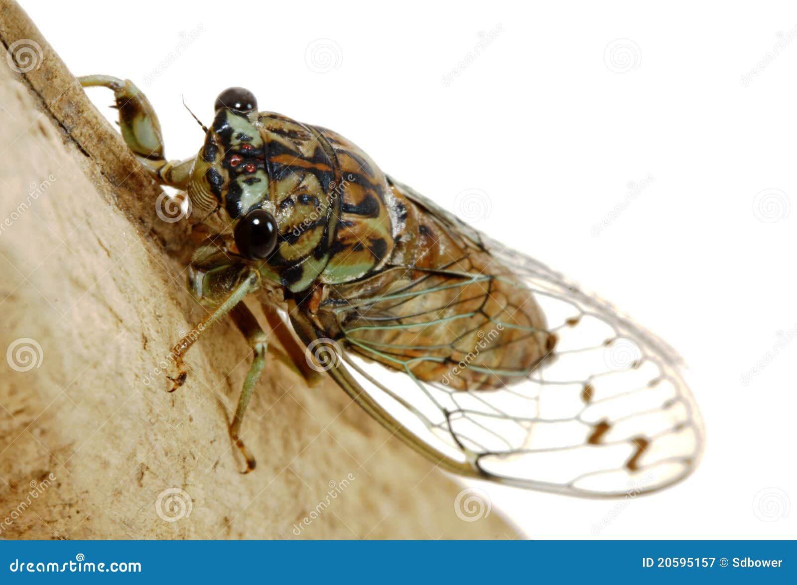 Cicada on white stock image. Image of white, species - 20595157
