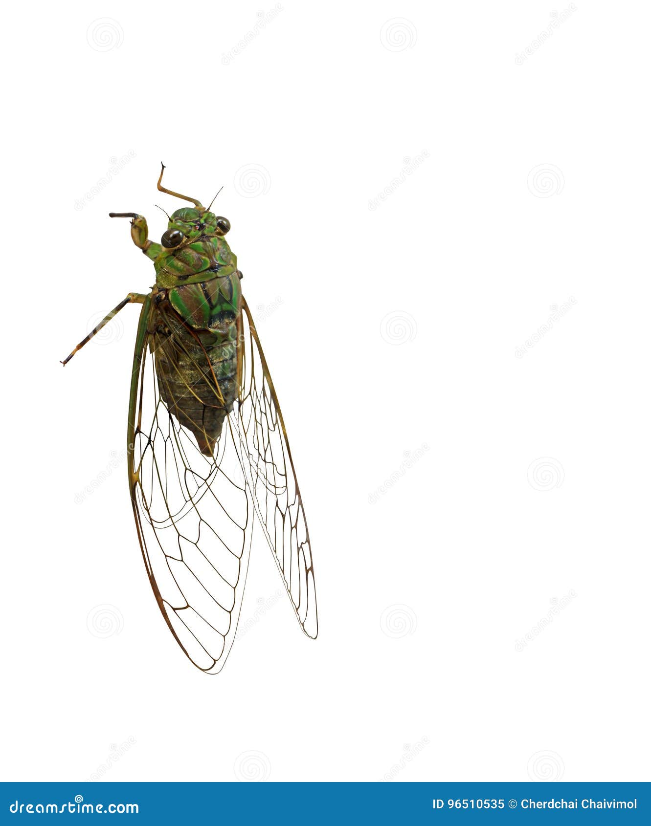 Cicada on White Background, Clipping Path Body and Transparent W Stock ...