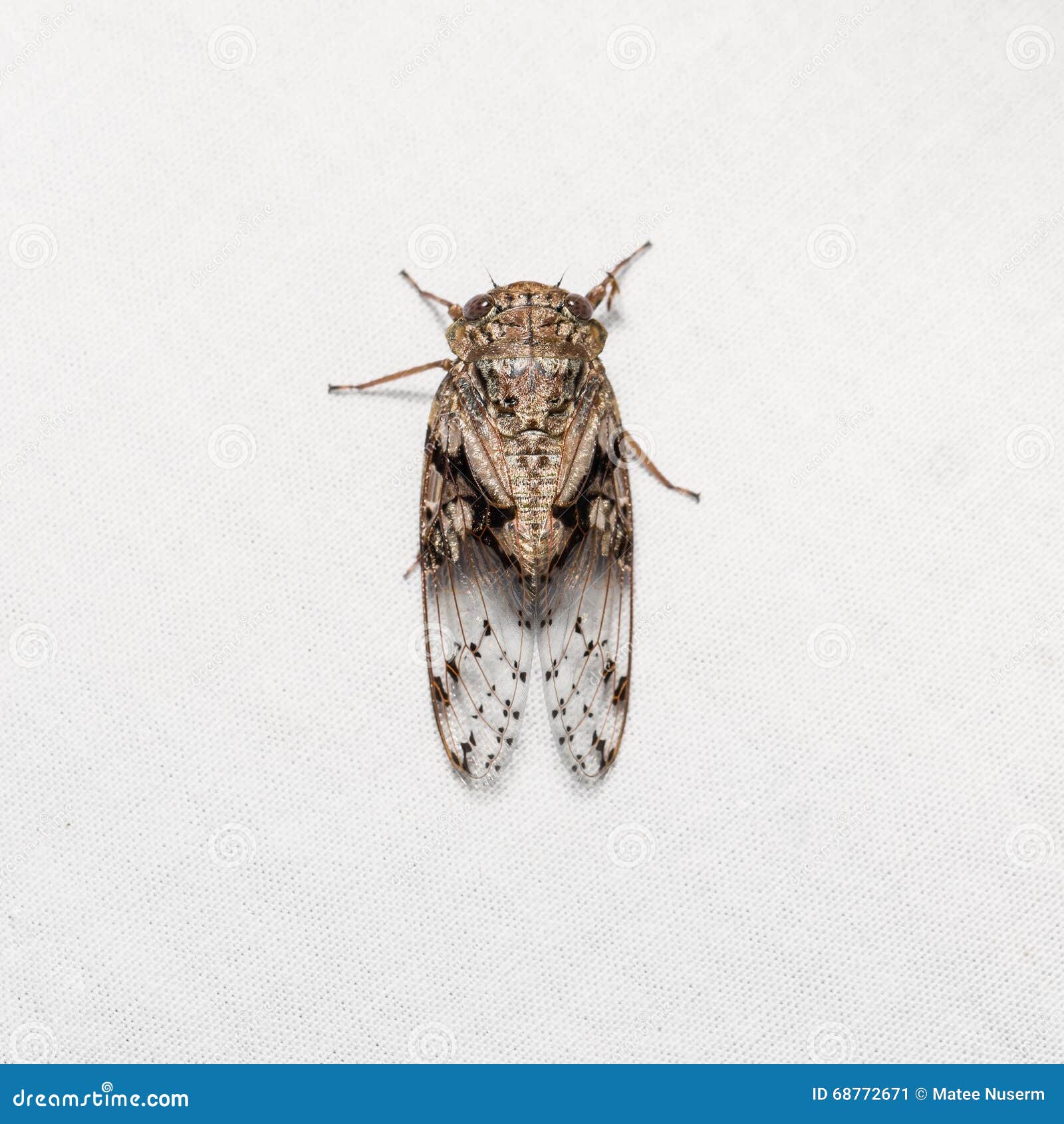Cicada on white screen stock image. Image of buzz, wild - 68772671