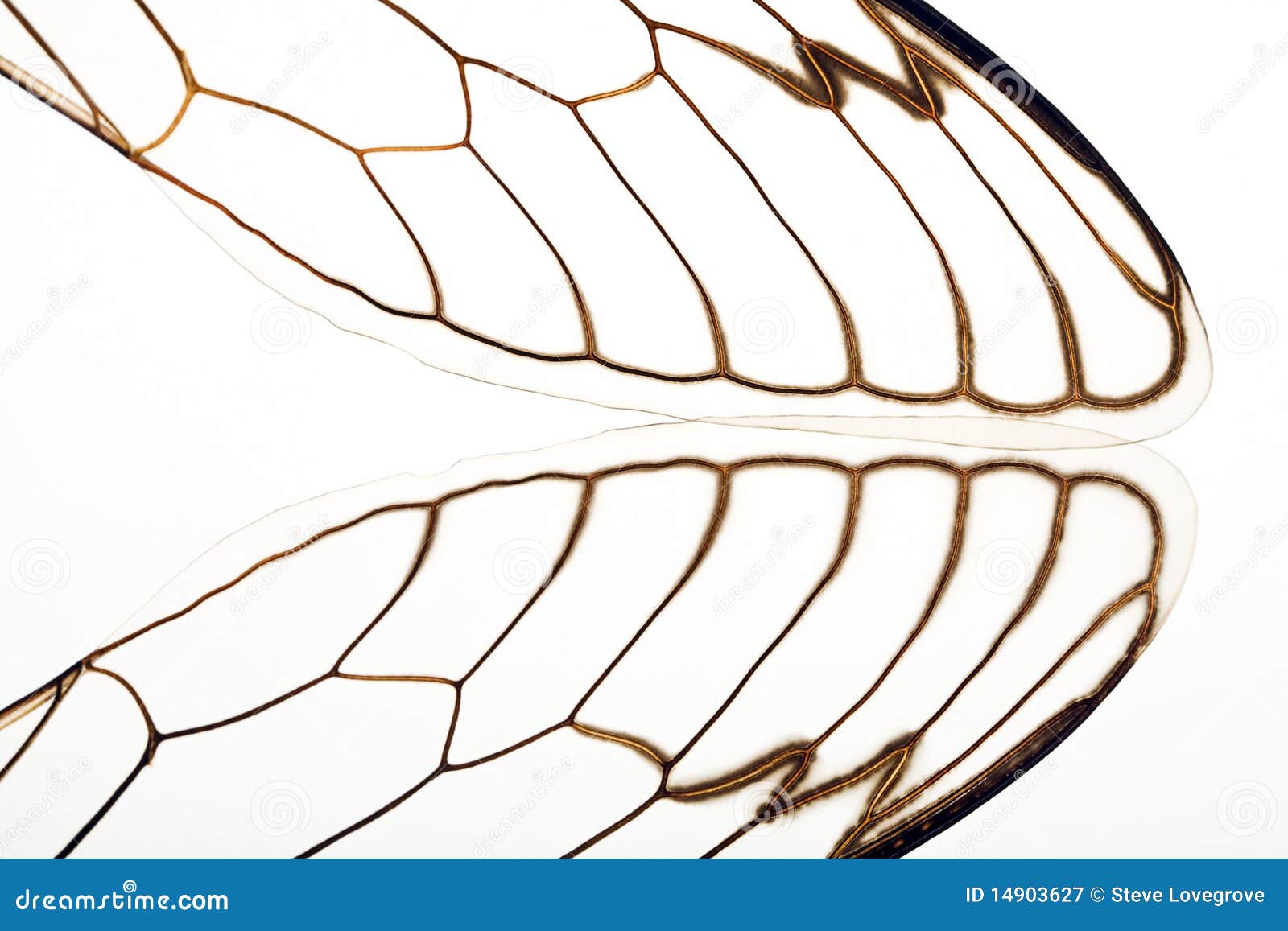Cicada Wing stock image. Image of close, scientific, creature - 14903627