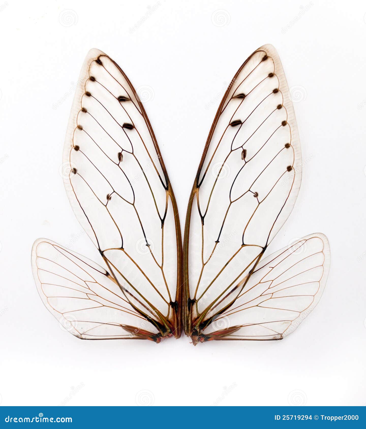 Cicada wings. stock photo. Image of pattern, white, pair - 25719294