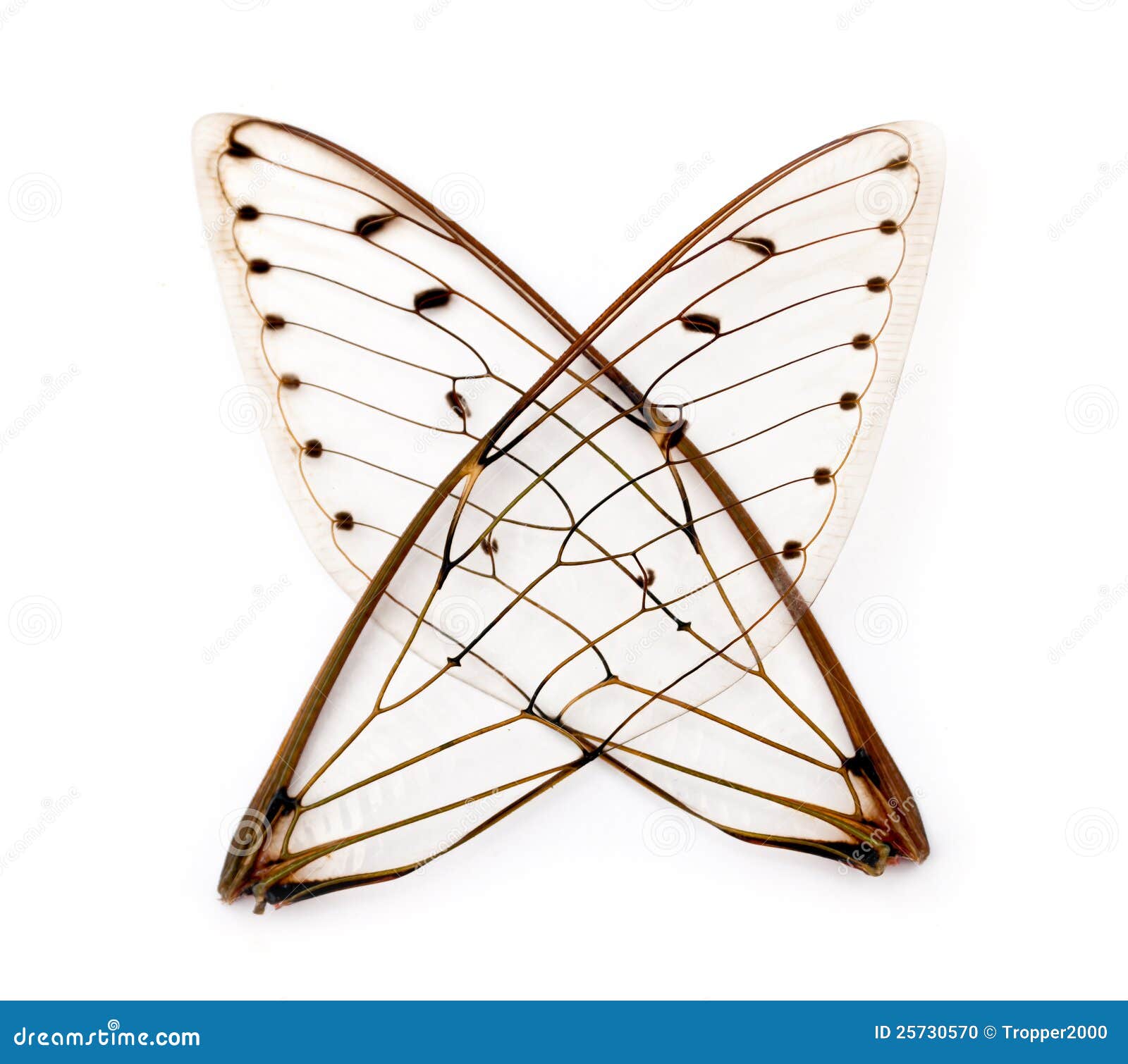 Cicada wings. stock photo. Image of cicadomorpha, pattern - 25730570
