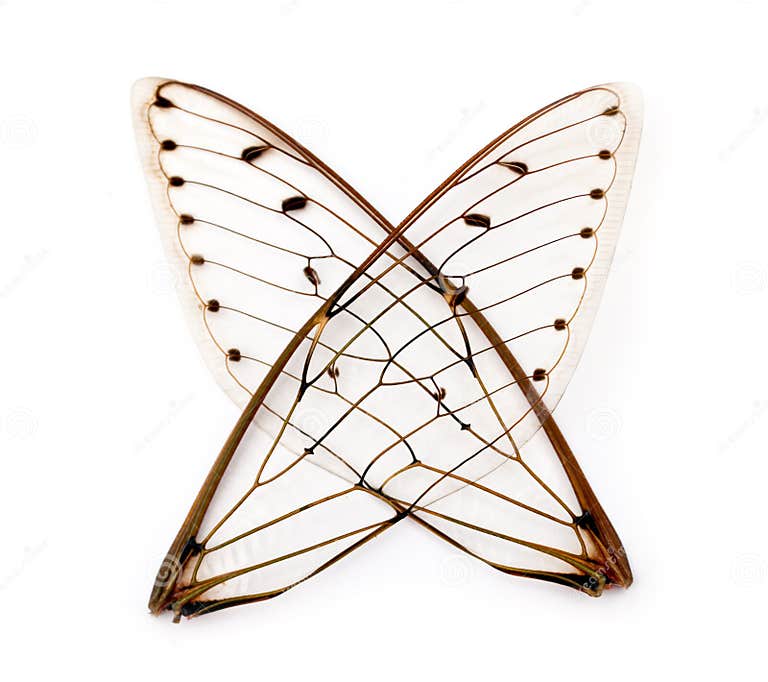 Cicada wings. stock photo. Image of cicadomorpha, pattern - 25730570