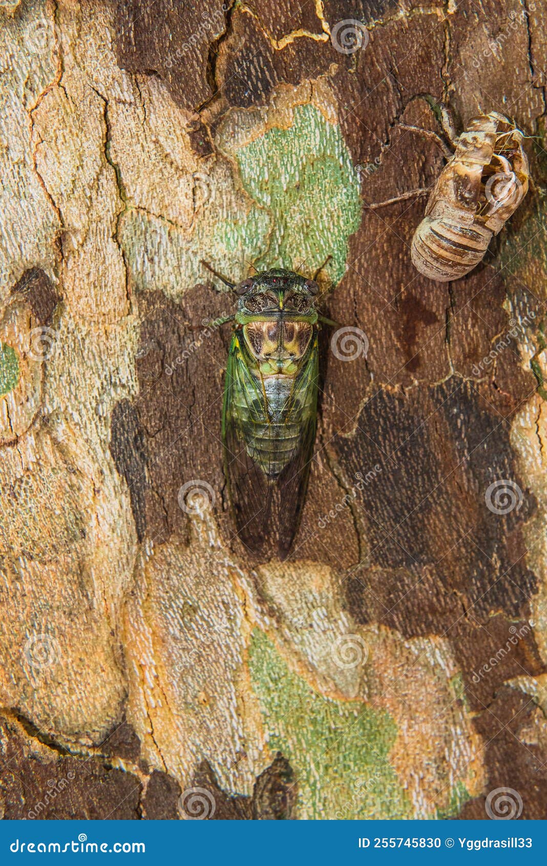 Cicada Y Su Concha En Un Tronco De Sicomore Foto de archivo - Imagen de ...