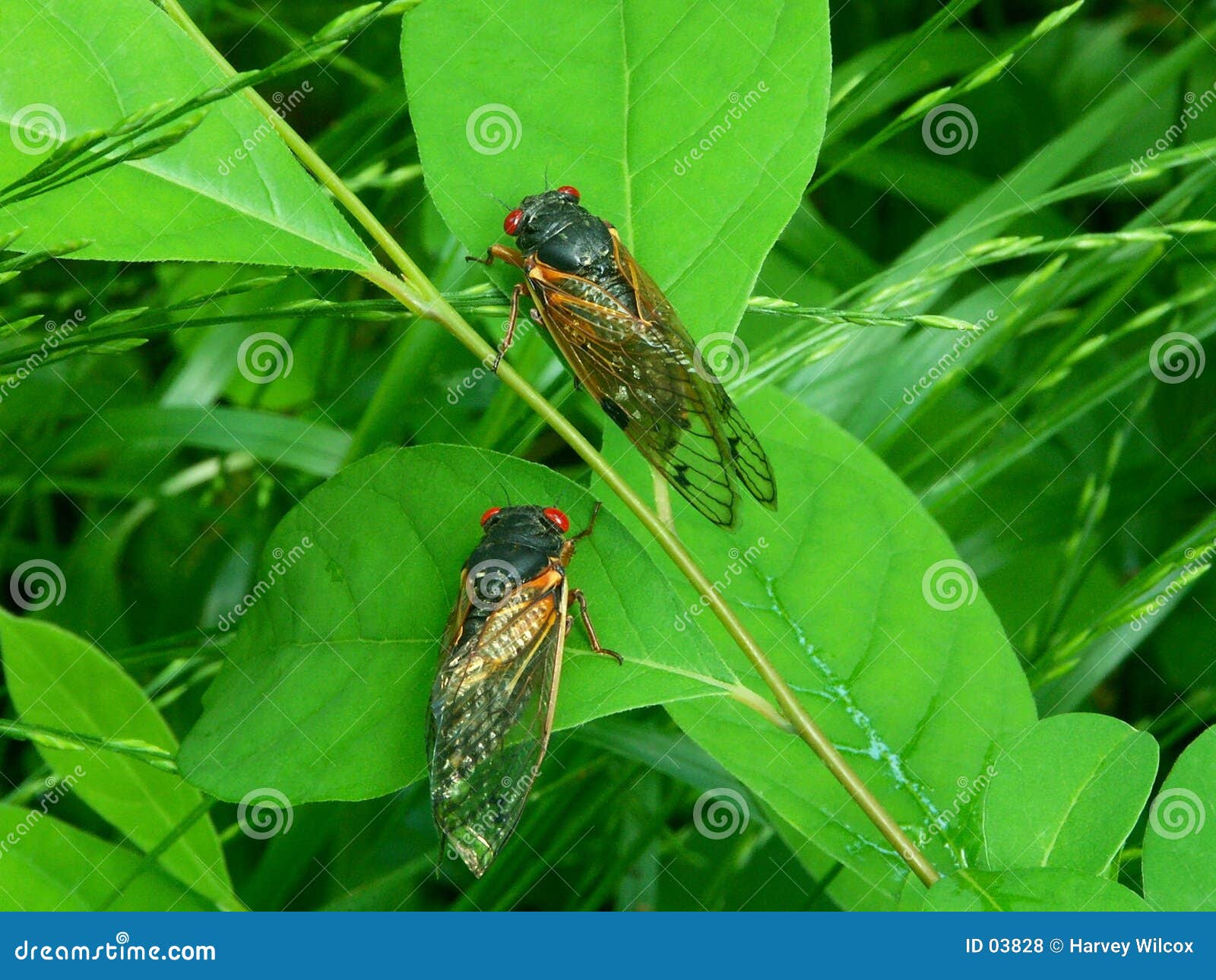 Cicadas a stock photo. Image of bugs, insects, year, cicadas - 3828