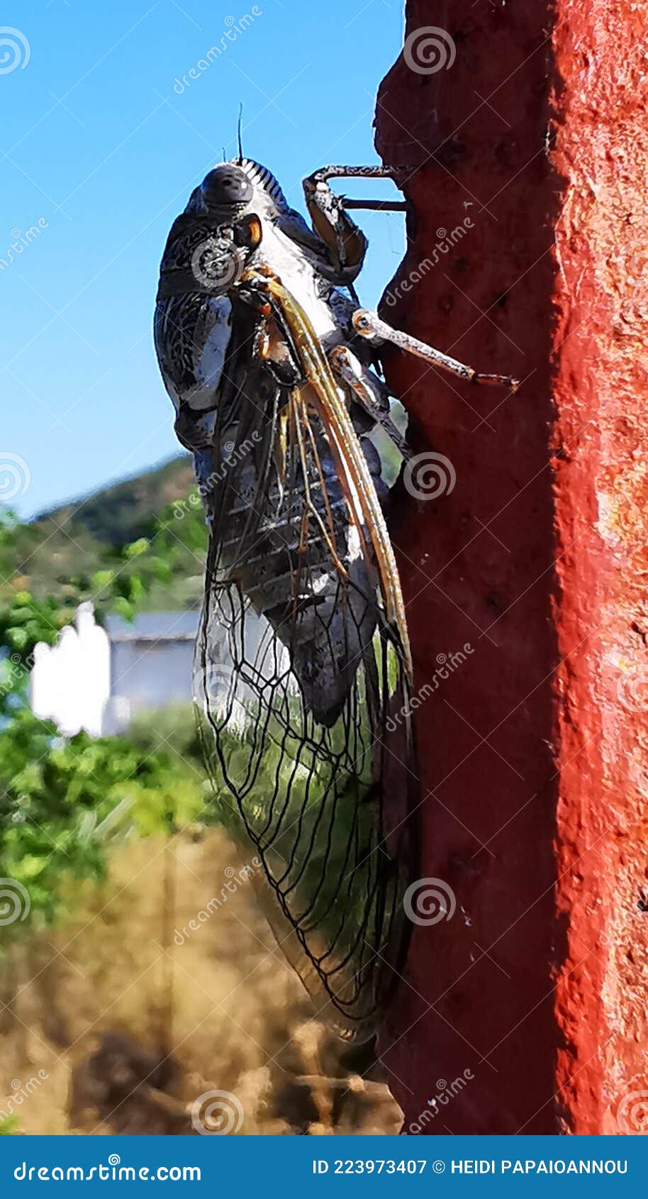 Cicada, Cicadas, Adult Cicada Greece Stock Photo | CartoonDealer.com ...