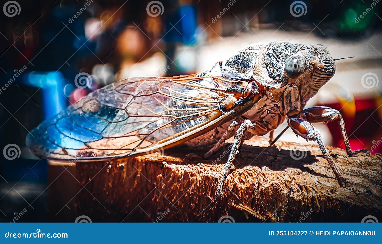 Cicadas, cicada, bug, stock image. Image of produce - 255104227