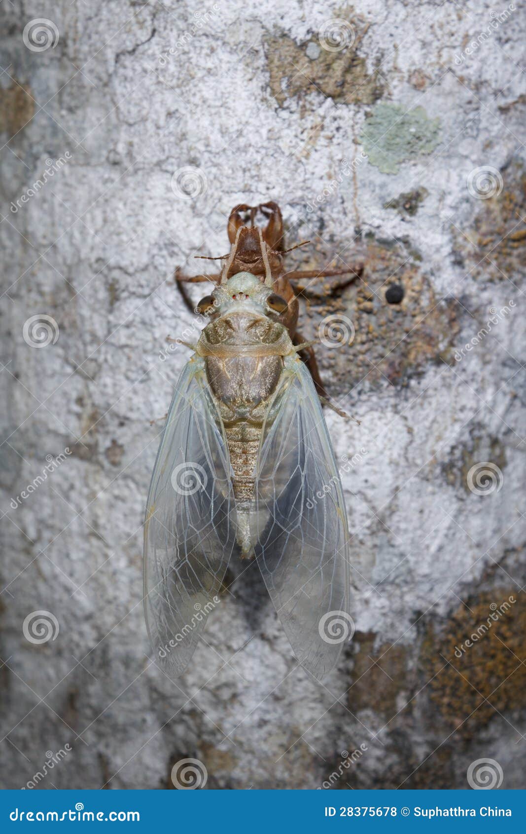 Cicadas Emerging stock photo. Image of tree, insect, wildlife - 28375678