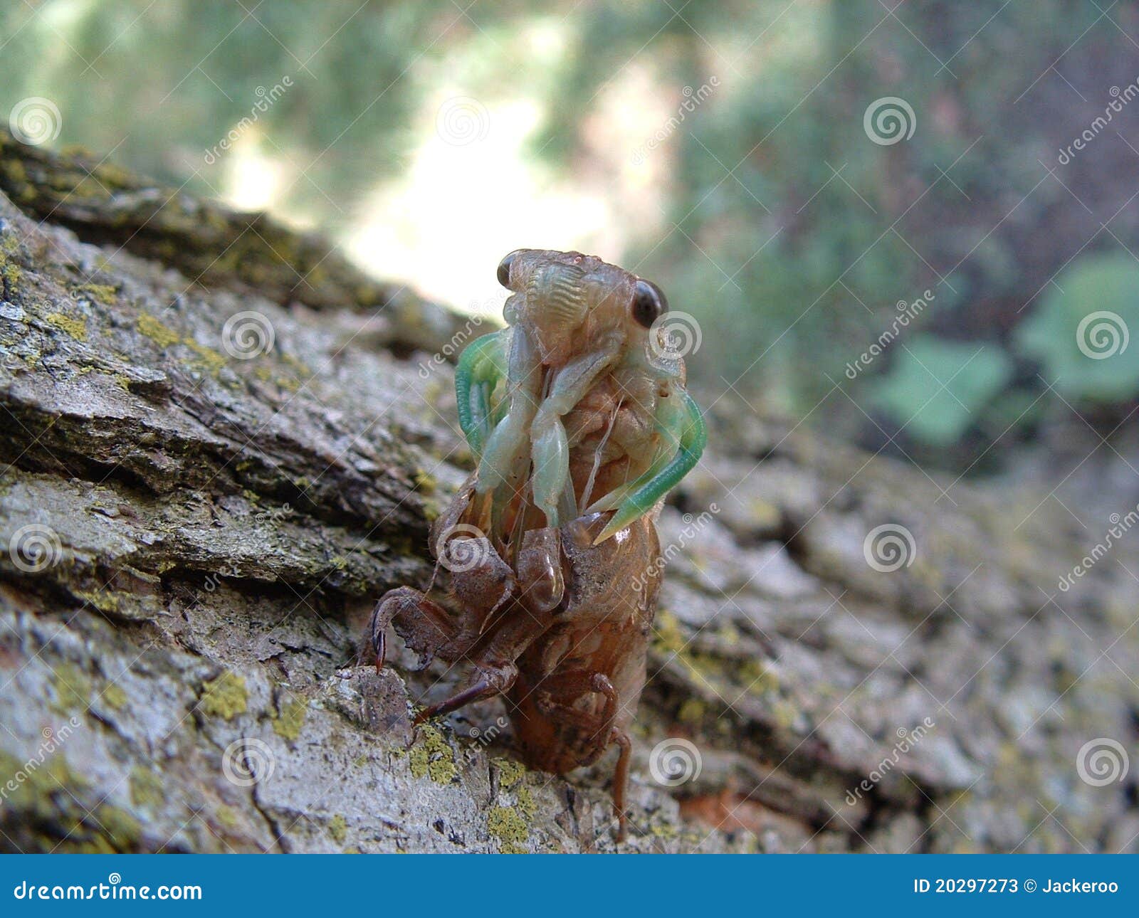 Cicadas face stock image. Image of nature, locust, insects - 20297273