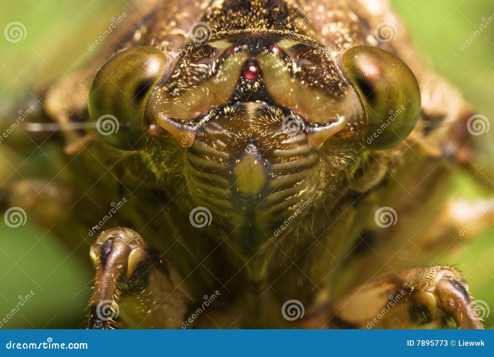 Cicadas face stock image. Image of auchenorrhyncha, wilderness - 7895773