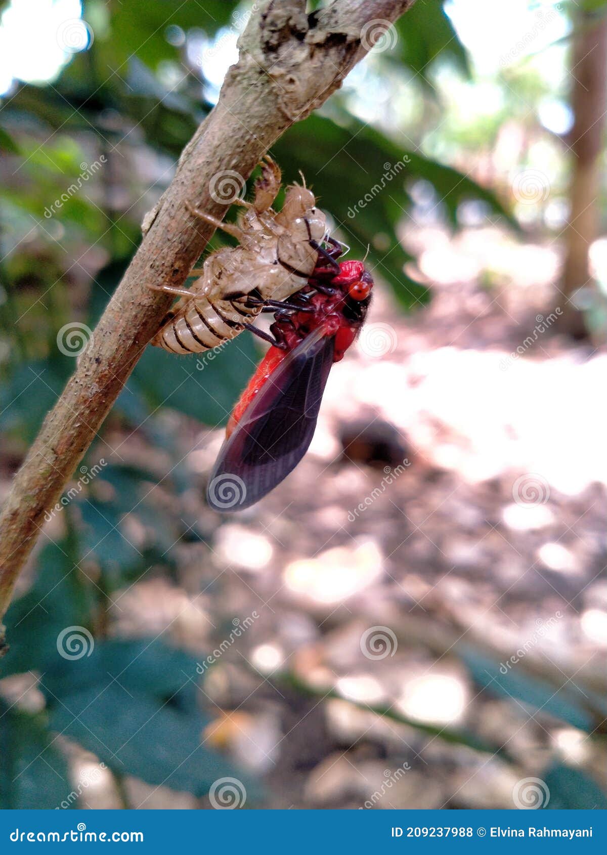 Cicadas and his cocoon stock photo. Image of plant, branch - 209237988