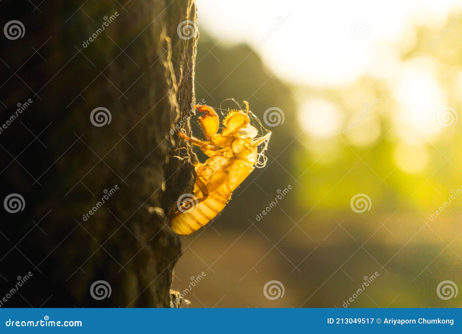 Cicadas Molting On The Tree. Cicada Stains, Beautiful Nature Scene ...
