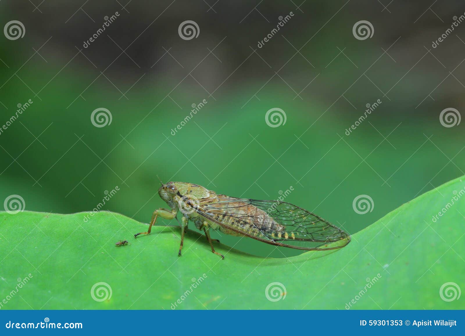 239 Tropical Cicadas Stock Photos - Free & Royalty-Free Stock Photos ...