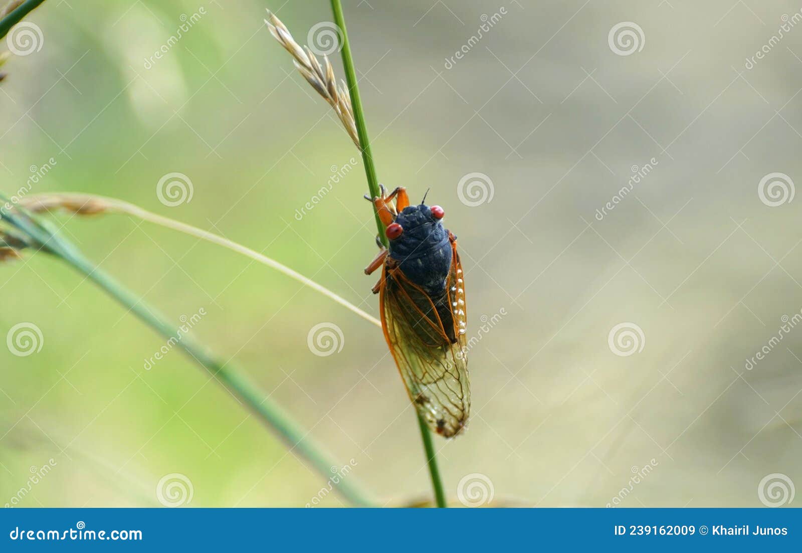 A Cicadas with Red Wings on the Edge of a Grass Stock Image - Image of ...