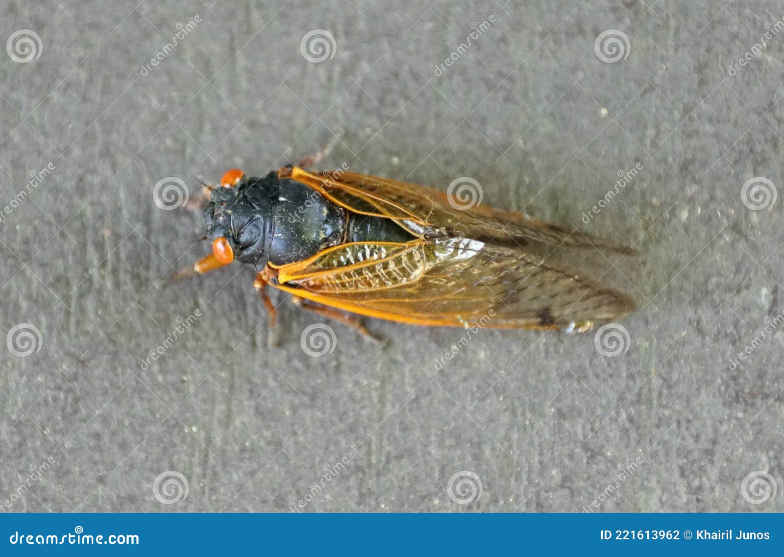 A Cicadas with Red Wings on the Ground Stock Photo - Image of years ...