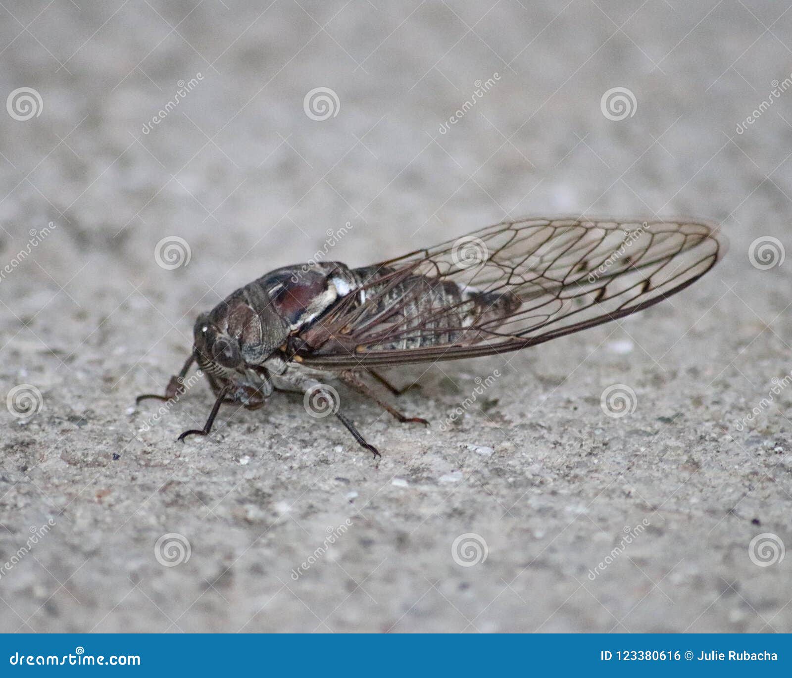 Cicadas Sing at Night To Avoid Predators Stock Photo - Image of florida ...