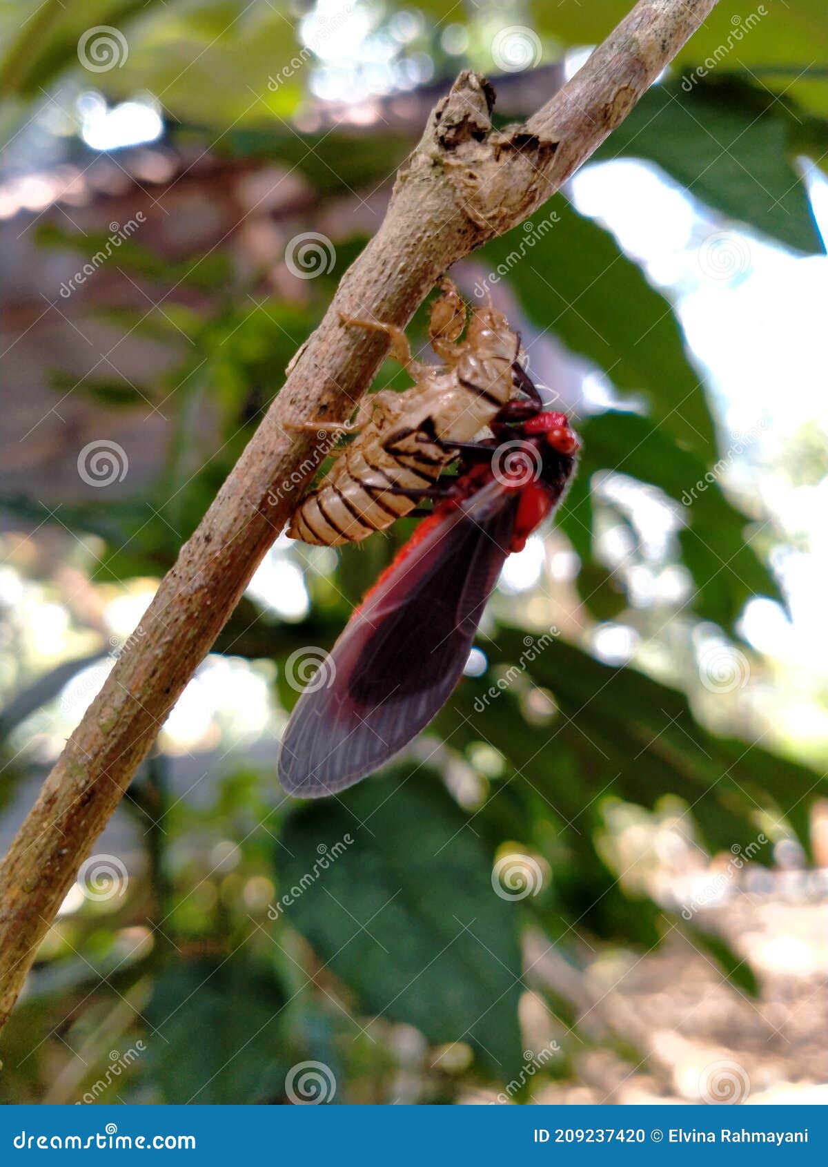 Cicadas or Tonggeret stock photo. Image of cicadas, insect - 209237420