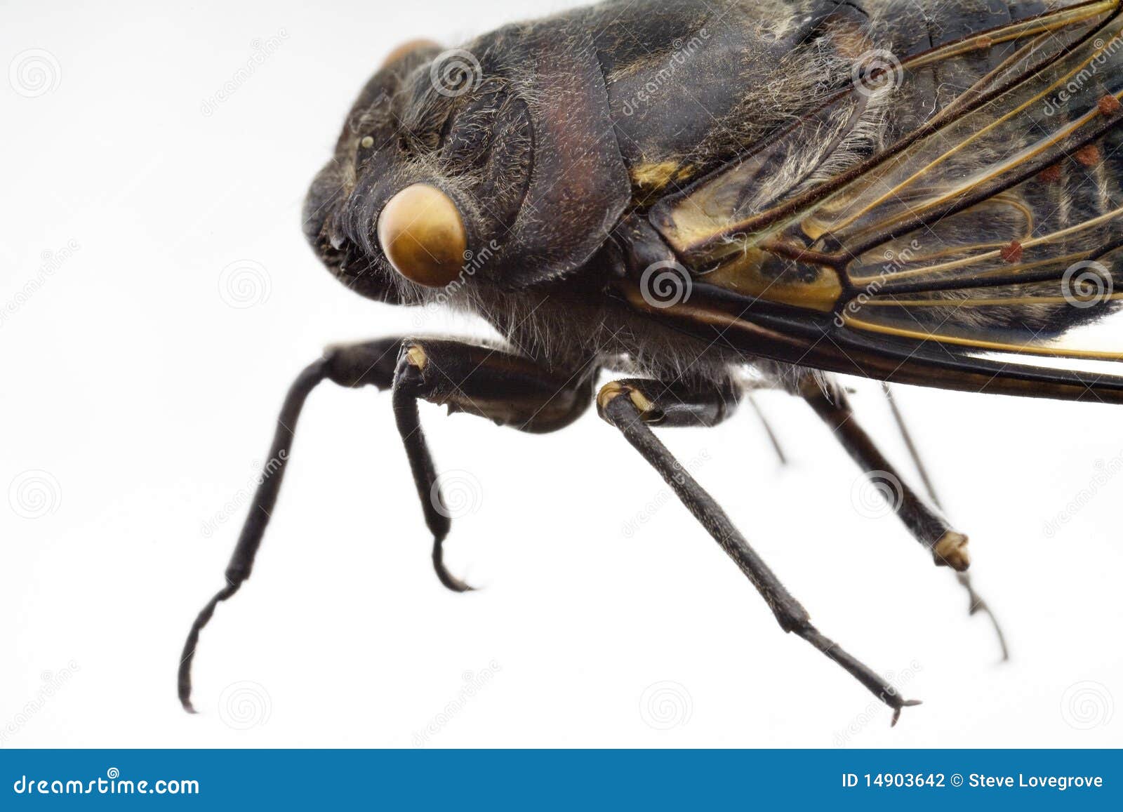 Cicade stock foto. Image of cicade, macro, wetenschap - 14903642