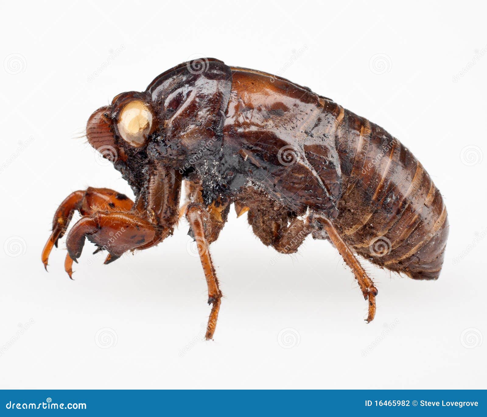 Cicade stock foto. Image of wetenschappelijk, nave, cicade - 16465982