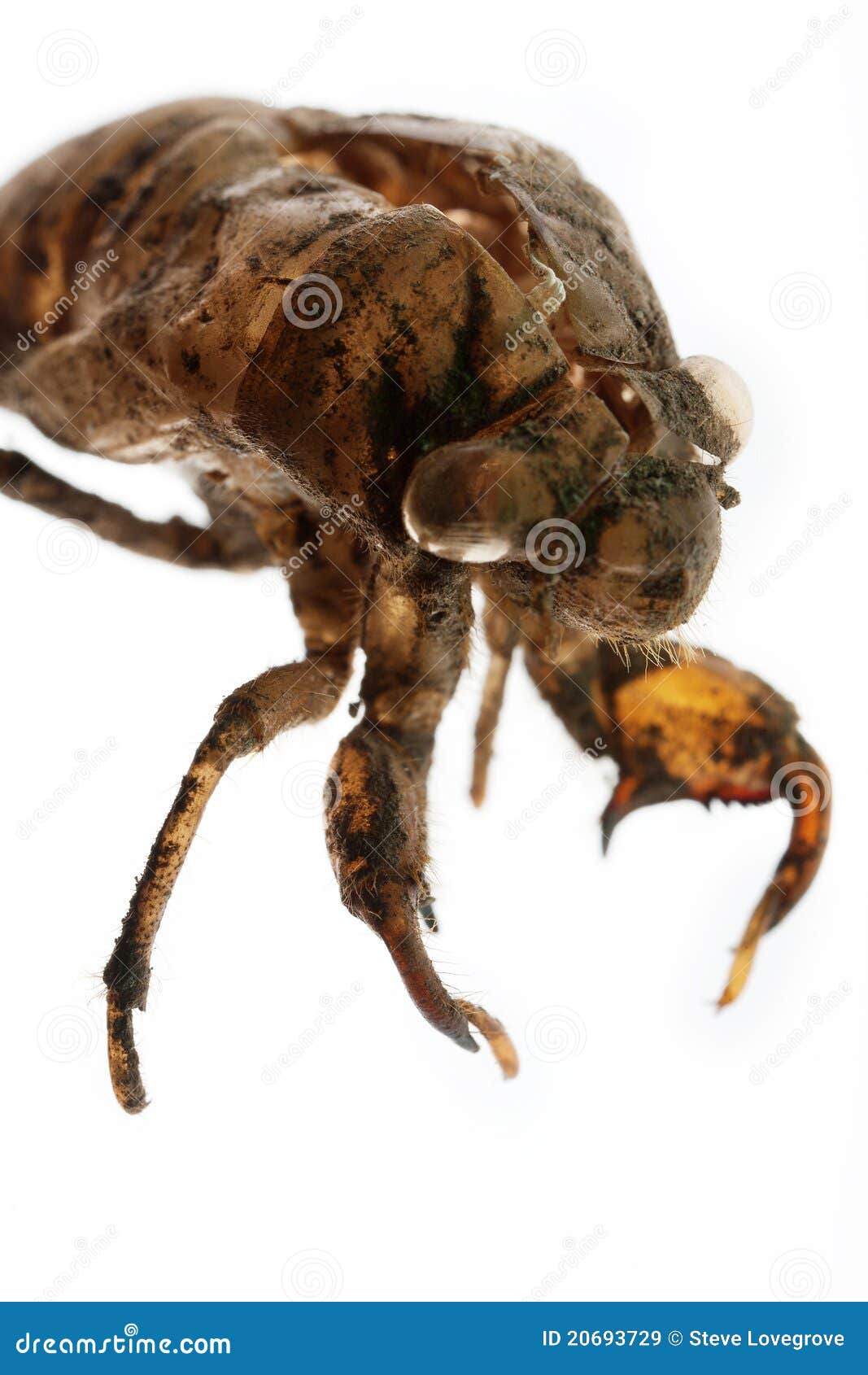 Cicade stock afbeelding. Image of insect, macro, exoskelet - 20693729