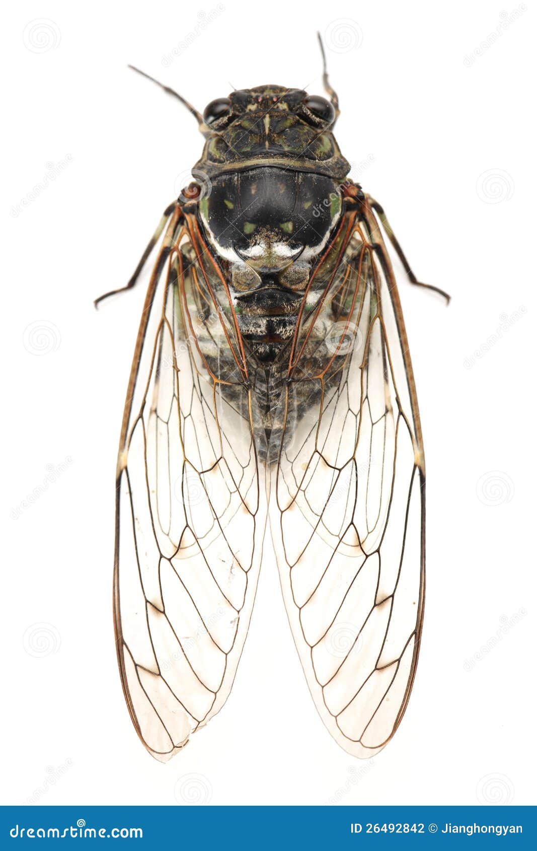 Cicade stock foto. Image of sprinkhaan, samenvatting - 26492842