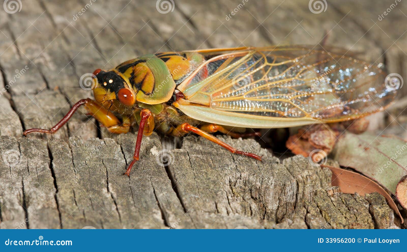Cicade stock foto. Image of plantkunde, dier, australisch - 33956200