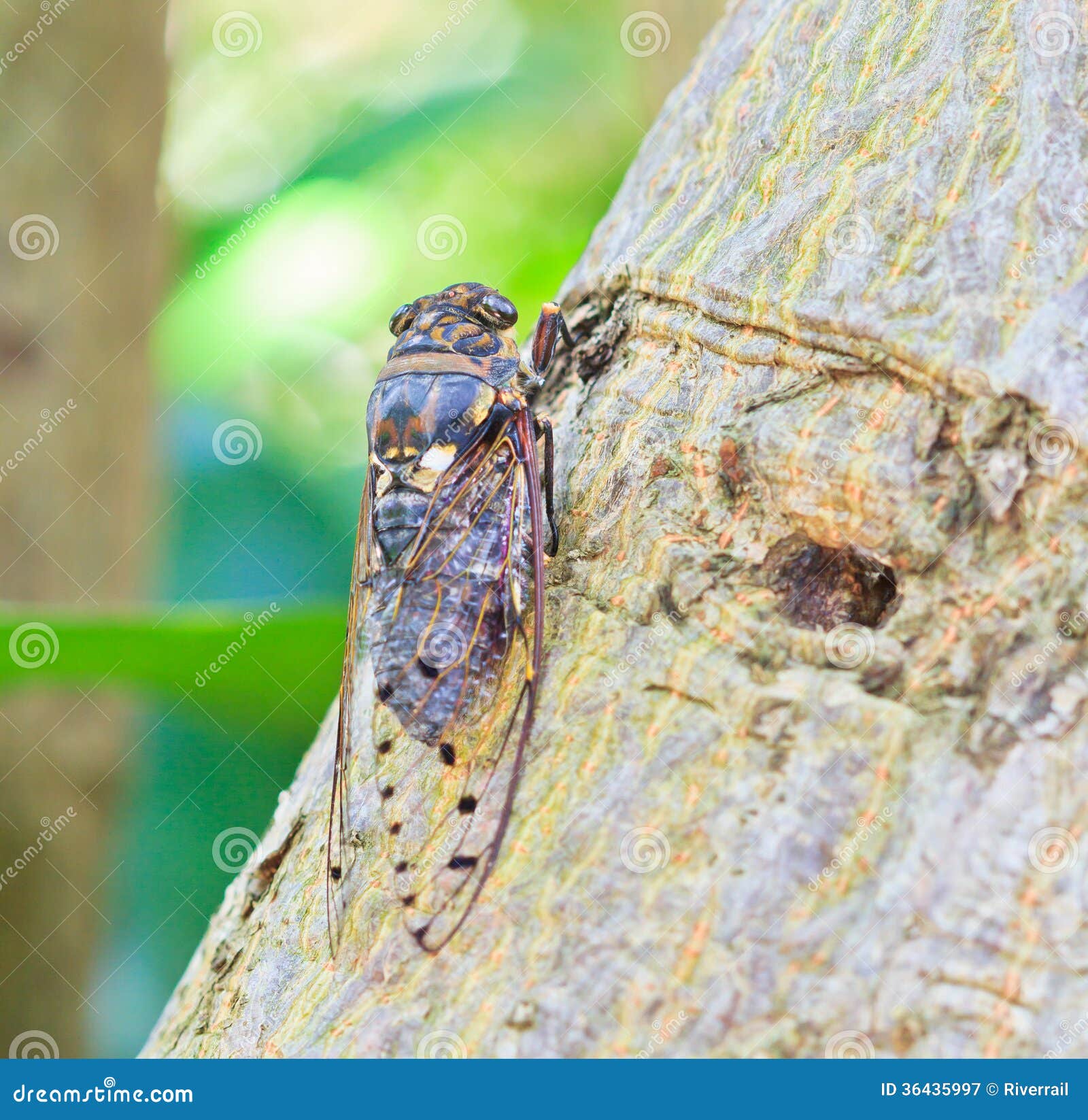 Cicade stock afbeelding. Image of ongedierte, insect - 36435997